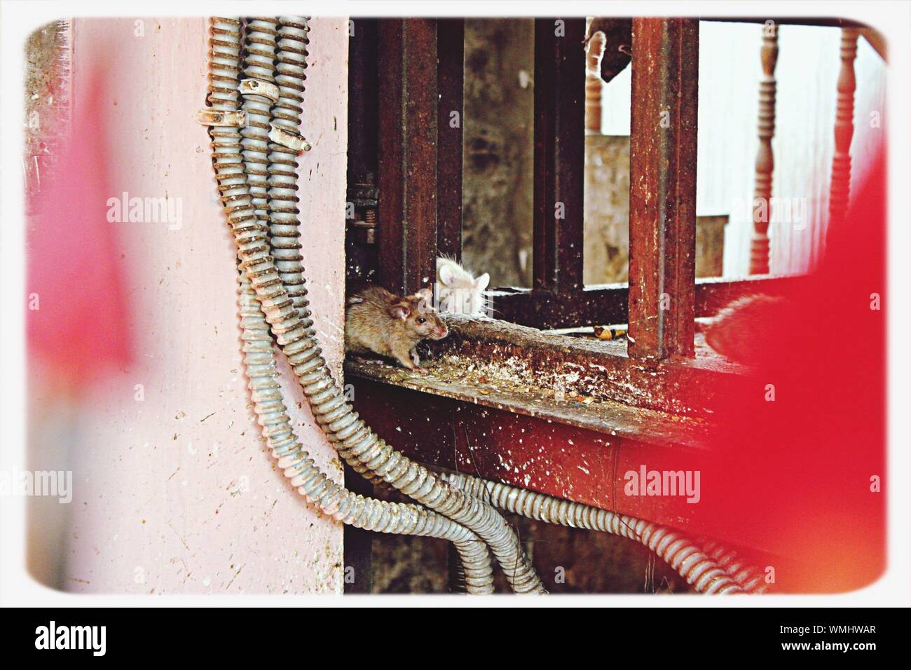 Rusty rat hi-res stock photography and images - Alamy