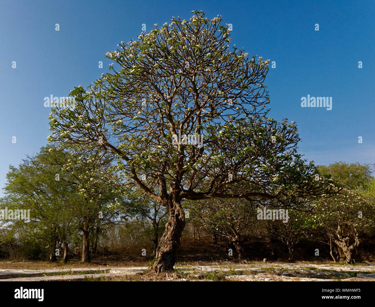 Frangipani Trees High Resolution Stock Photography and Images - Alamy