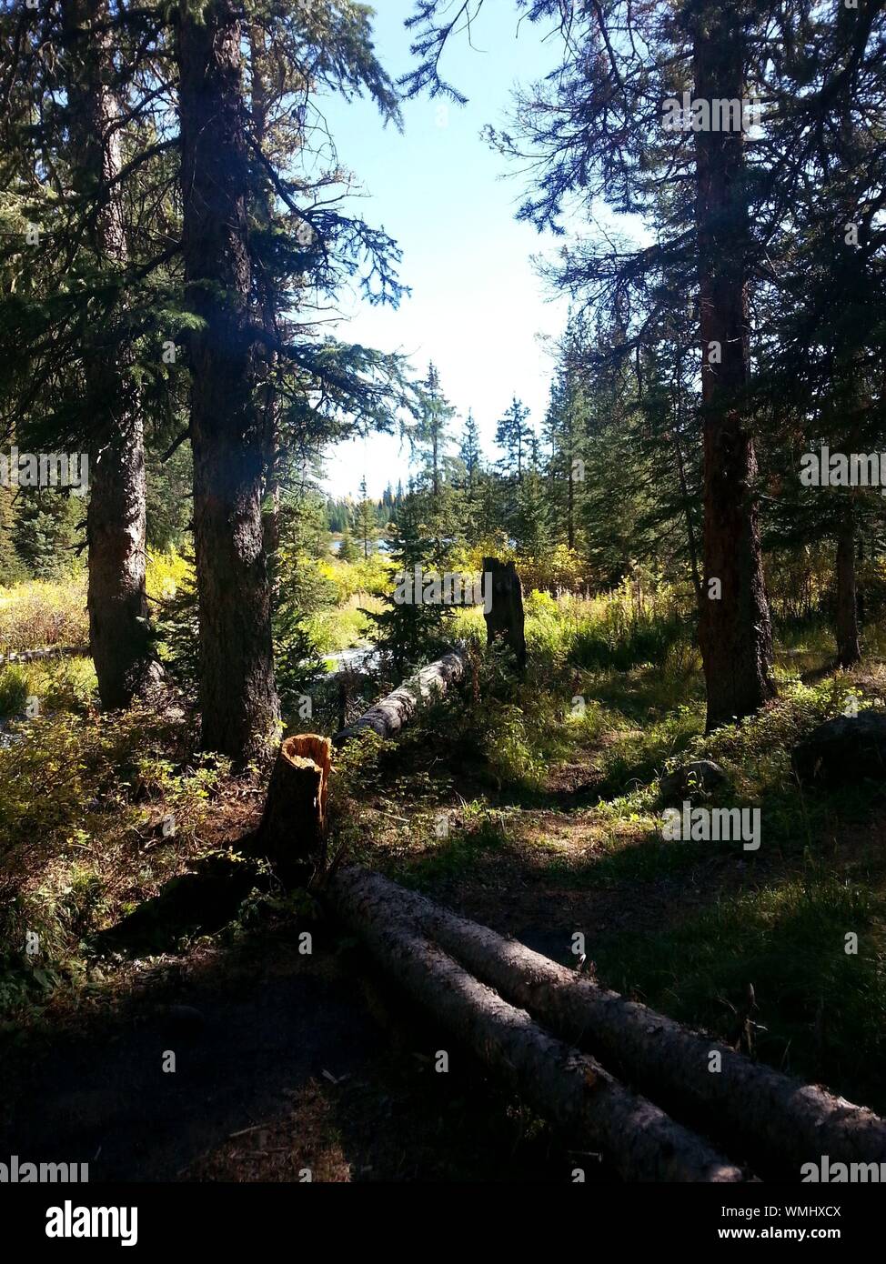 Broken trees hi-res stock photography and images - Alamy