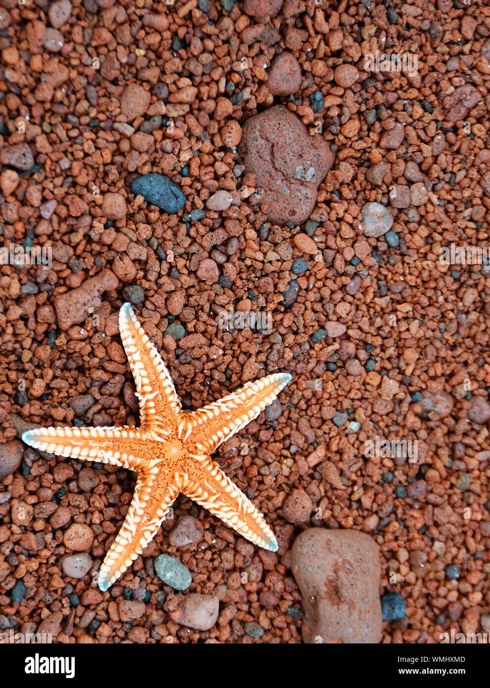 A starfish isolated on the red pebbly beach in the Galapagos Islands ...