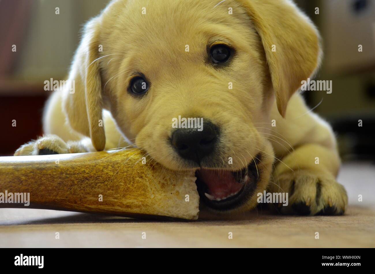 Dog Biting Bone High Resolution Stock Photography and Images - Alamy