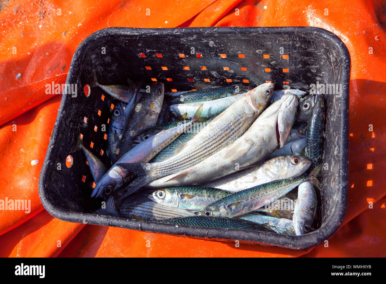 catch of atlantic sardine in container Stock Photo - Alamy