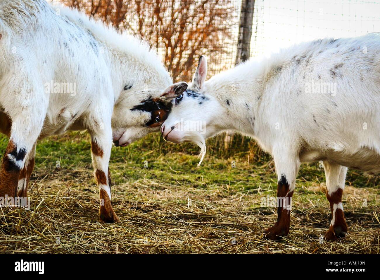 Two Fighting Goats High Resolution Stock Photography and Images - Alamy