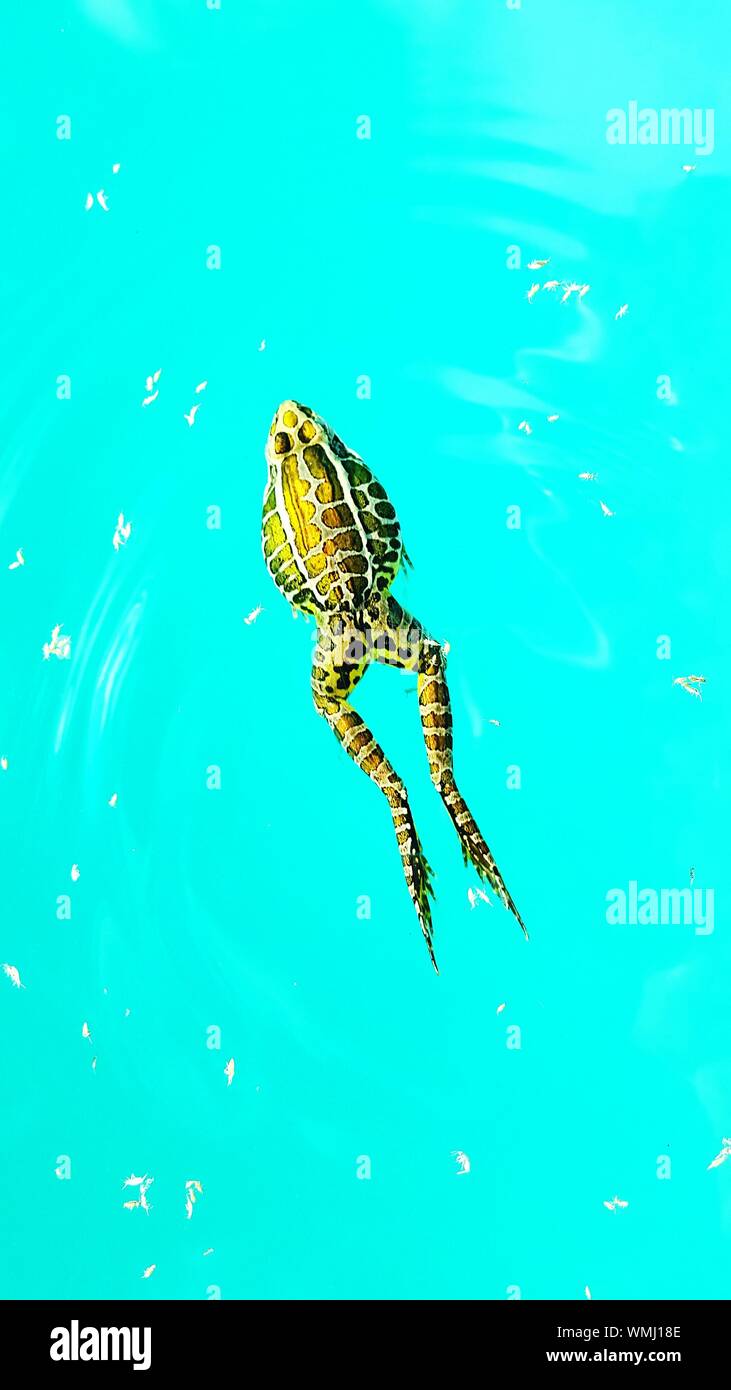 Swimming frog hi-res stock photography and images - Alamy