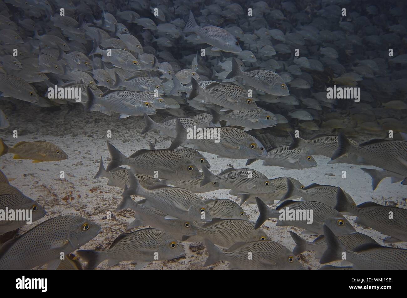 Undersea school hi-res stock photography and images - Alamy