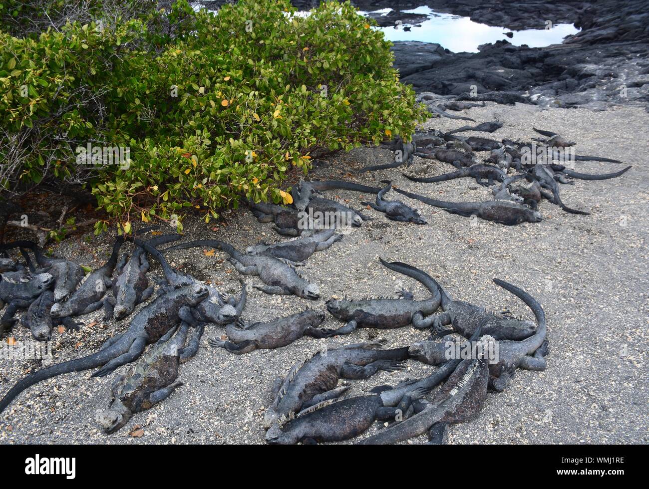 Iguana eggs hi-res stock photography and images - Alamy