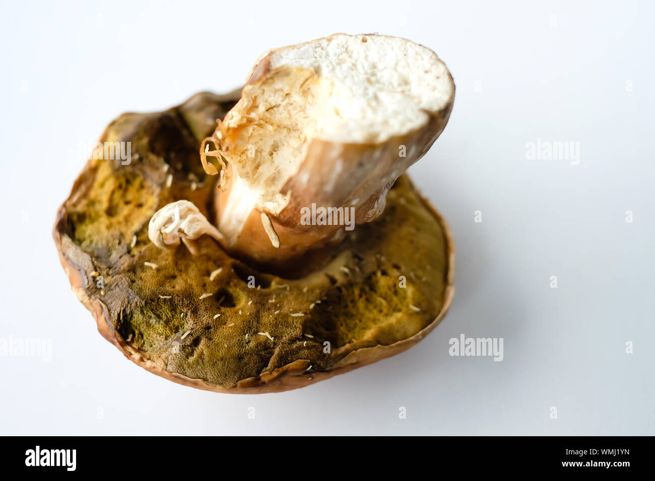 Spoiled edible mushroom with worms. Danger of poisoning. Close up view ...