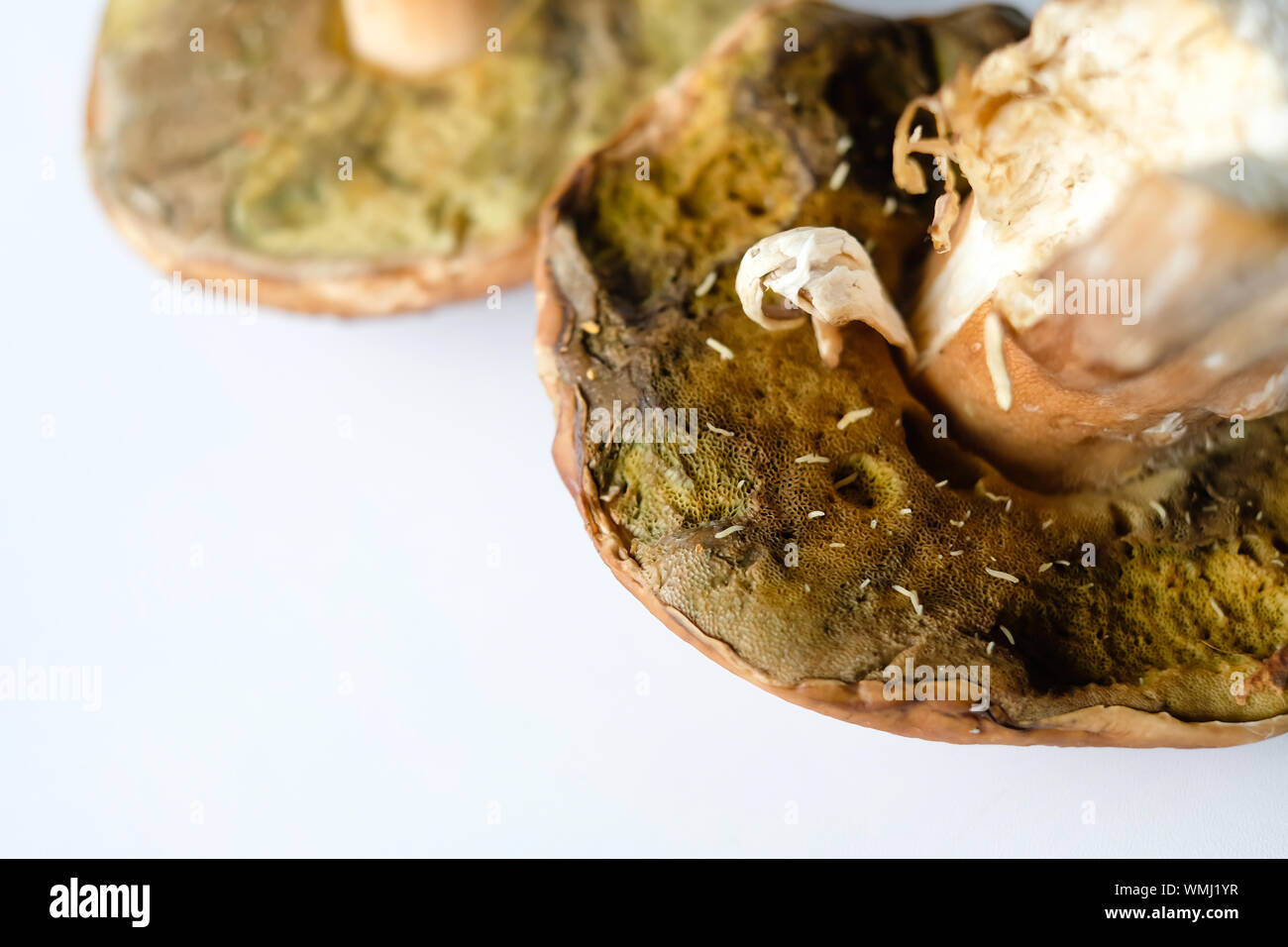 Spoiled edible mushroom with worms. Danger of poisoning. Close up view ...