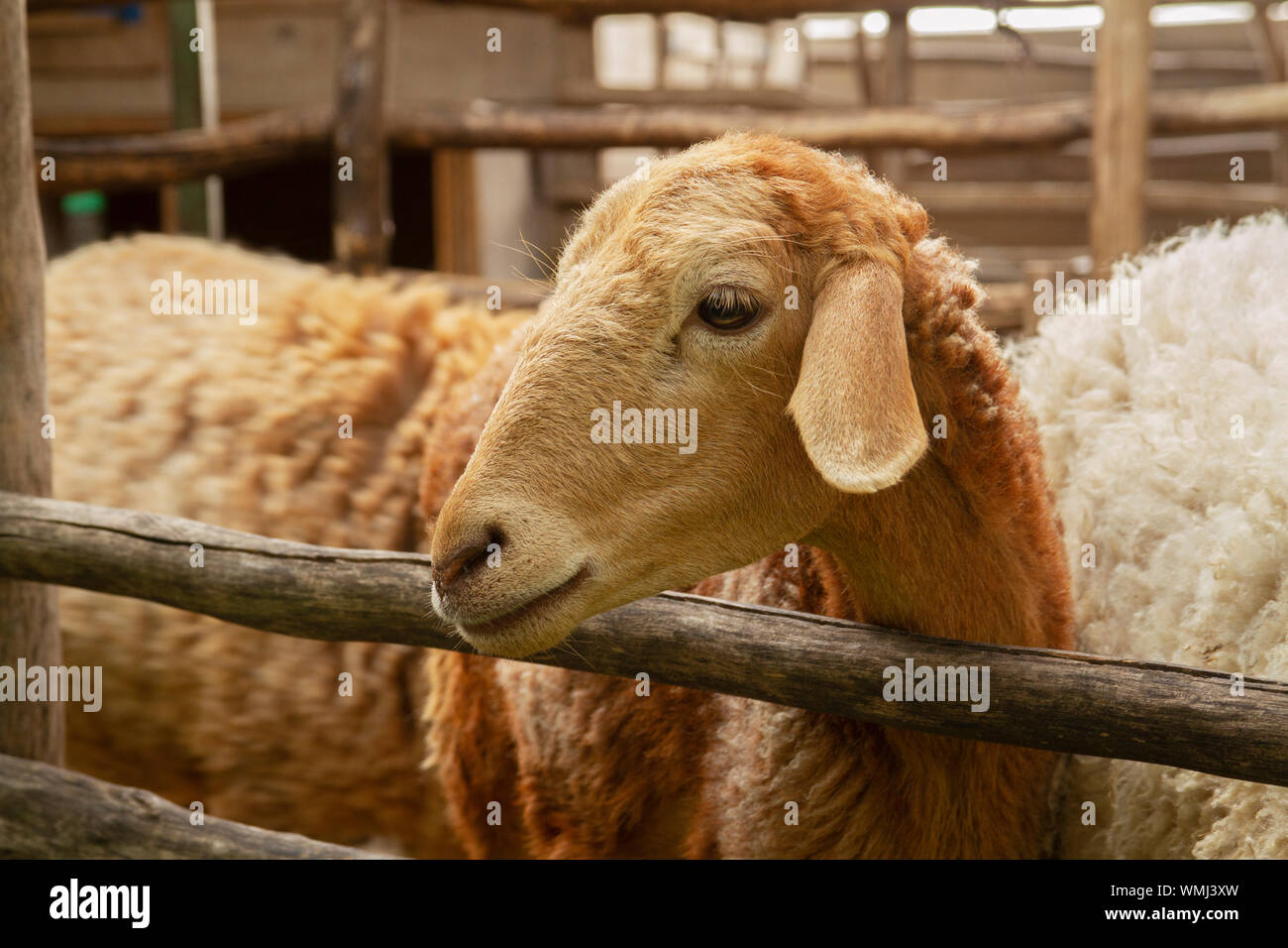Sheep in the farm close-up picture Stock Photo - Alamy