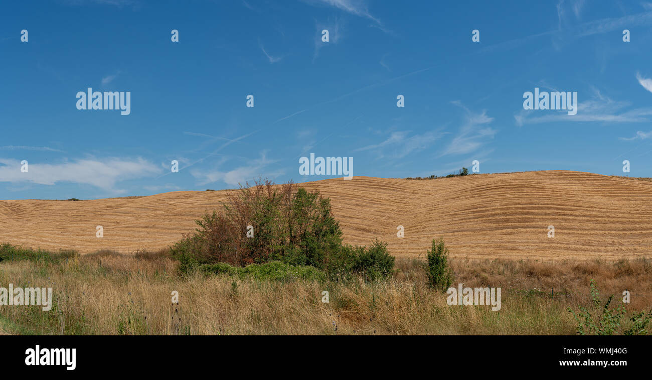 landscape of the Tuscan hills in summer, burnt land and sun-dried ...