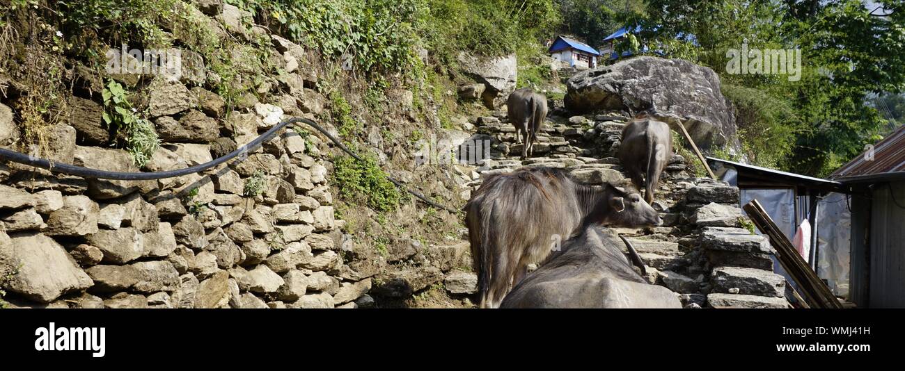 Moving Cows High Resolution Stock Photography and Images - Alamy