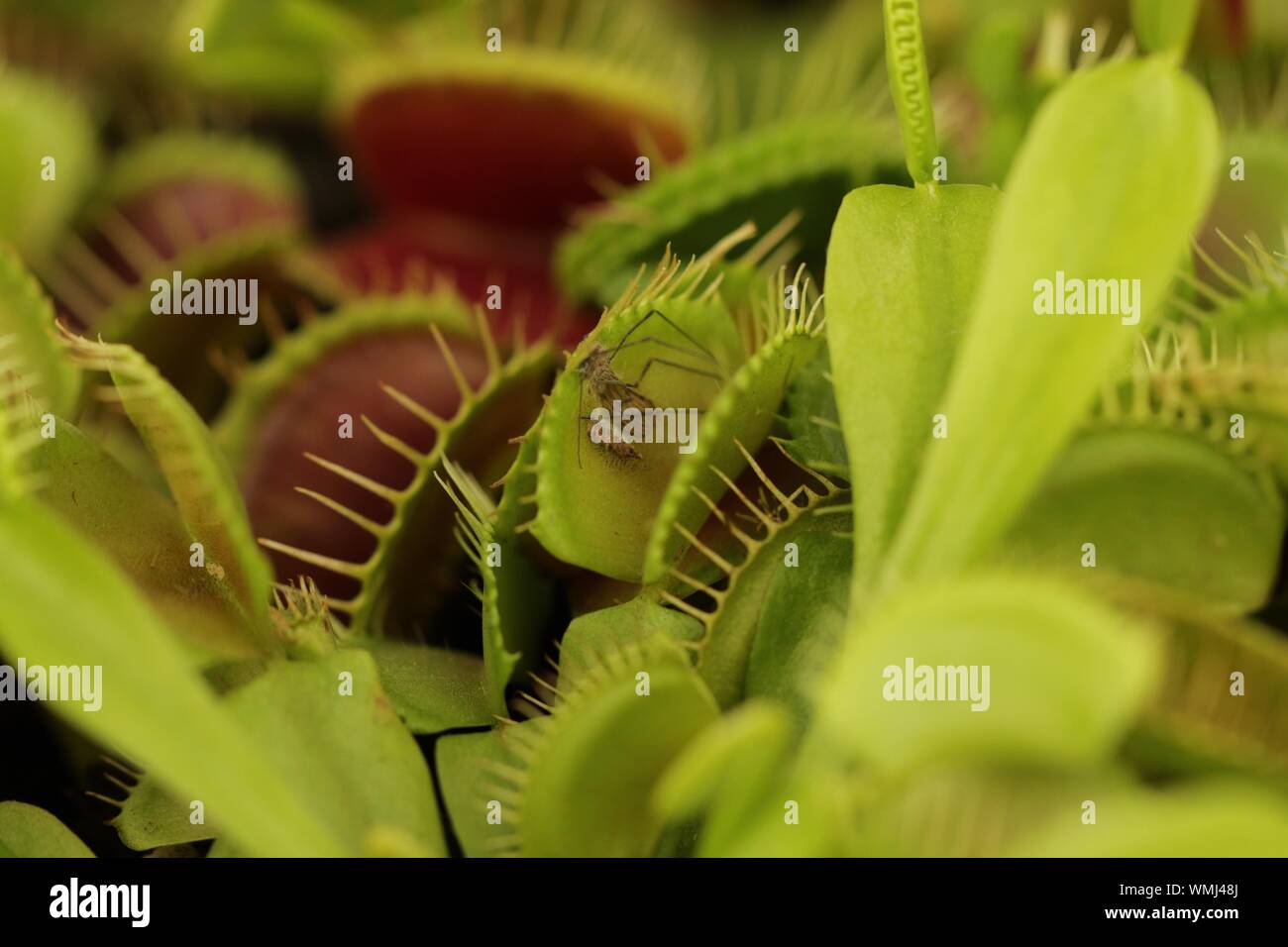 Venus flytrap plants hi-res stock photography and images - Alamy