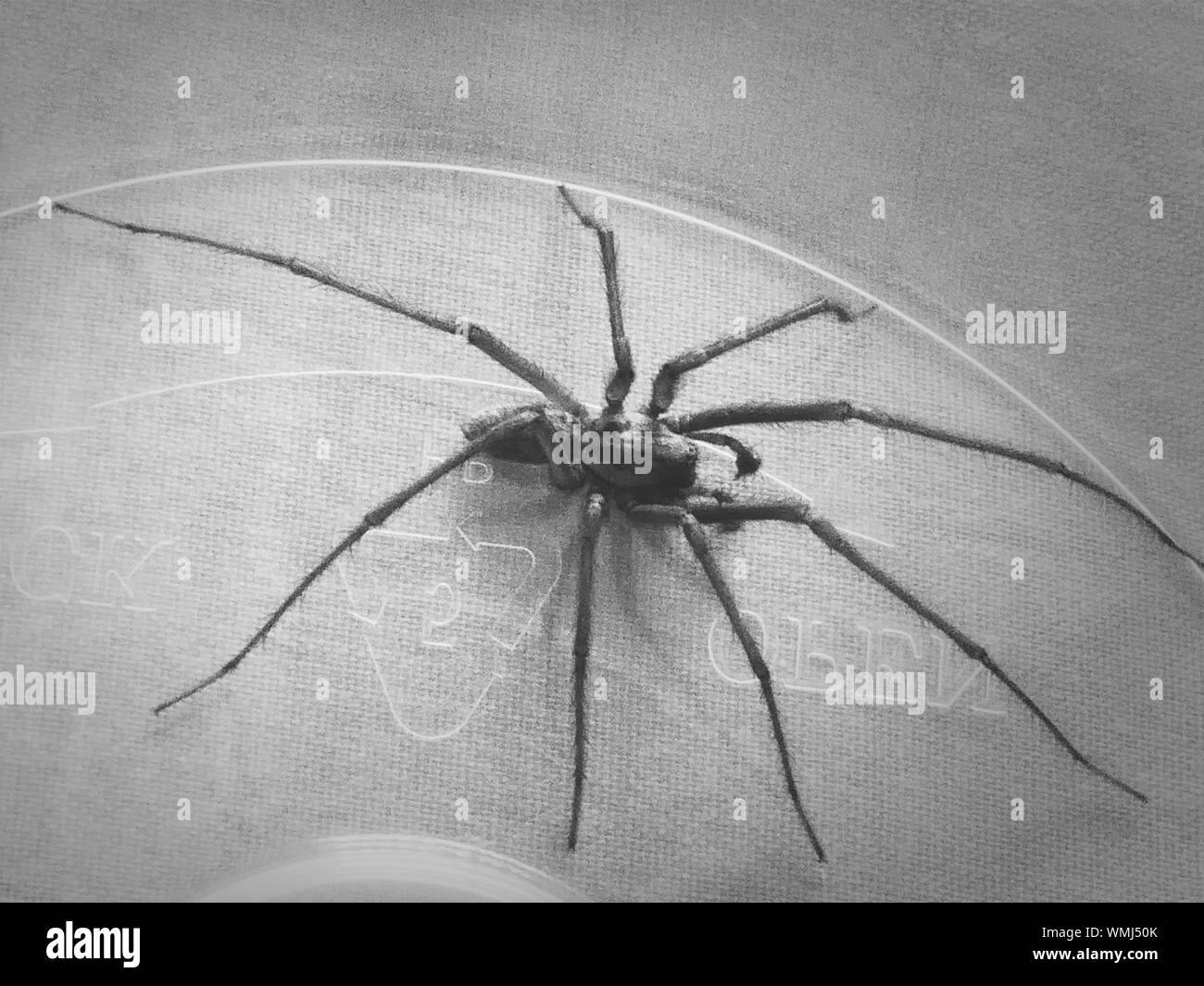 Container with spider hi-res stock photography and images - Alamy