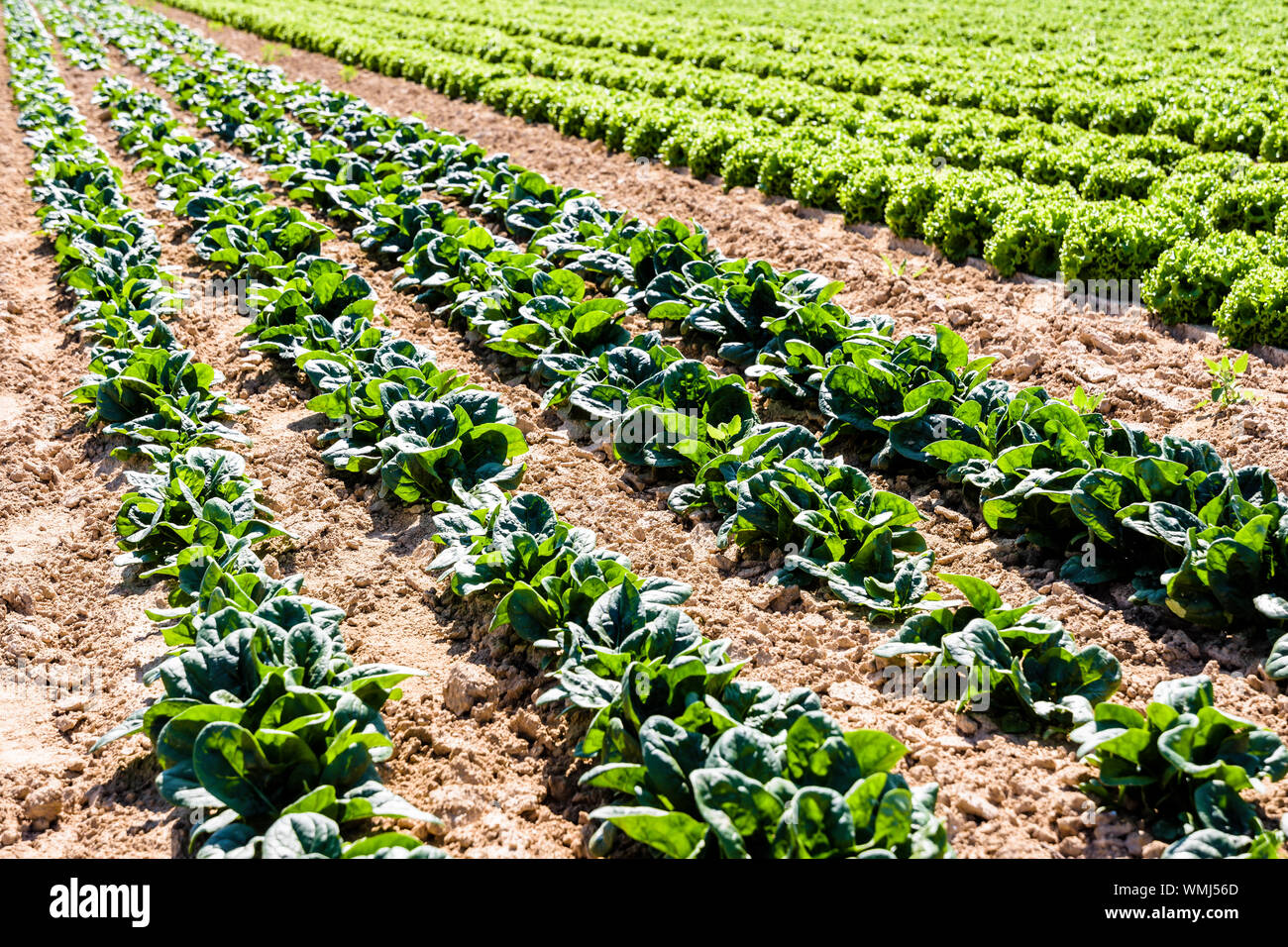 Spinach field hi-res stock photography and images - Alamy
