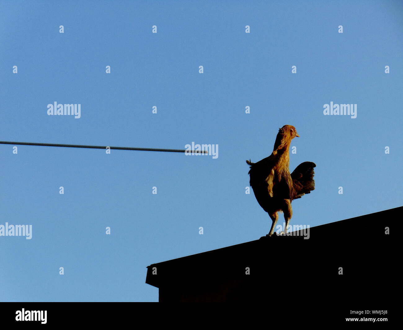 Chicken silhouette hi-res stock photography and images - Alamy