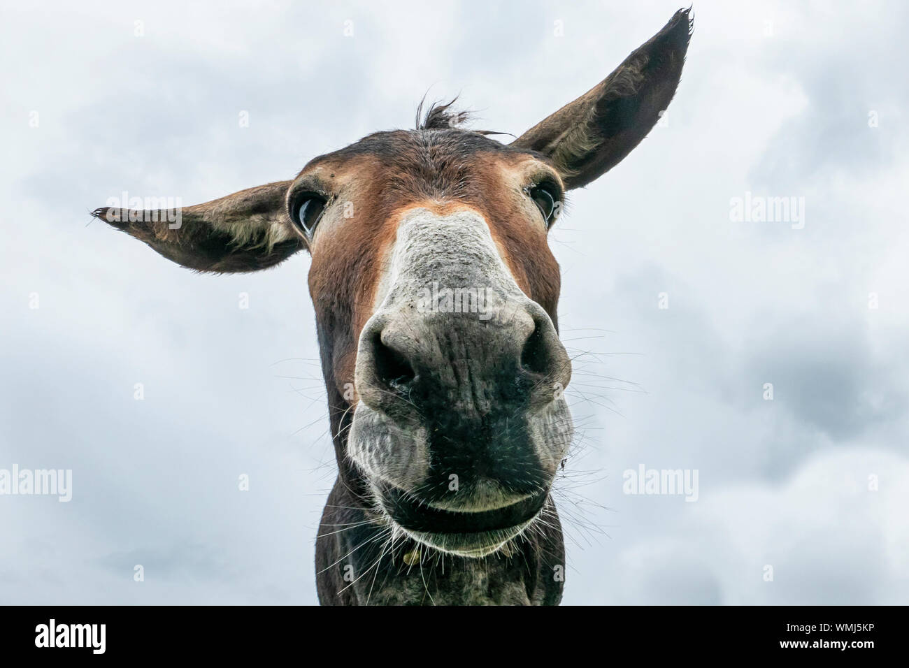 Donkey head hi-res stock photography and images - Alamy