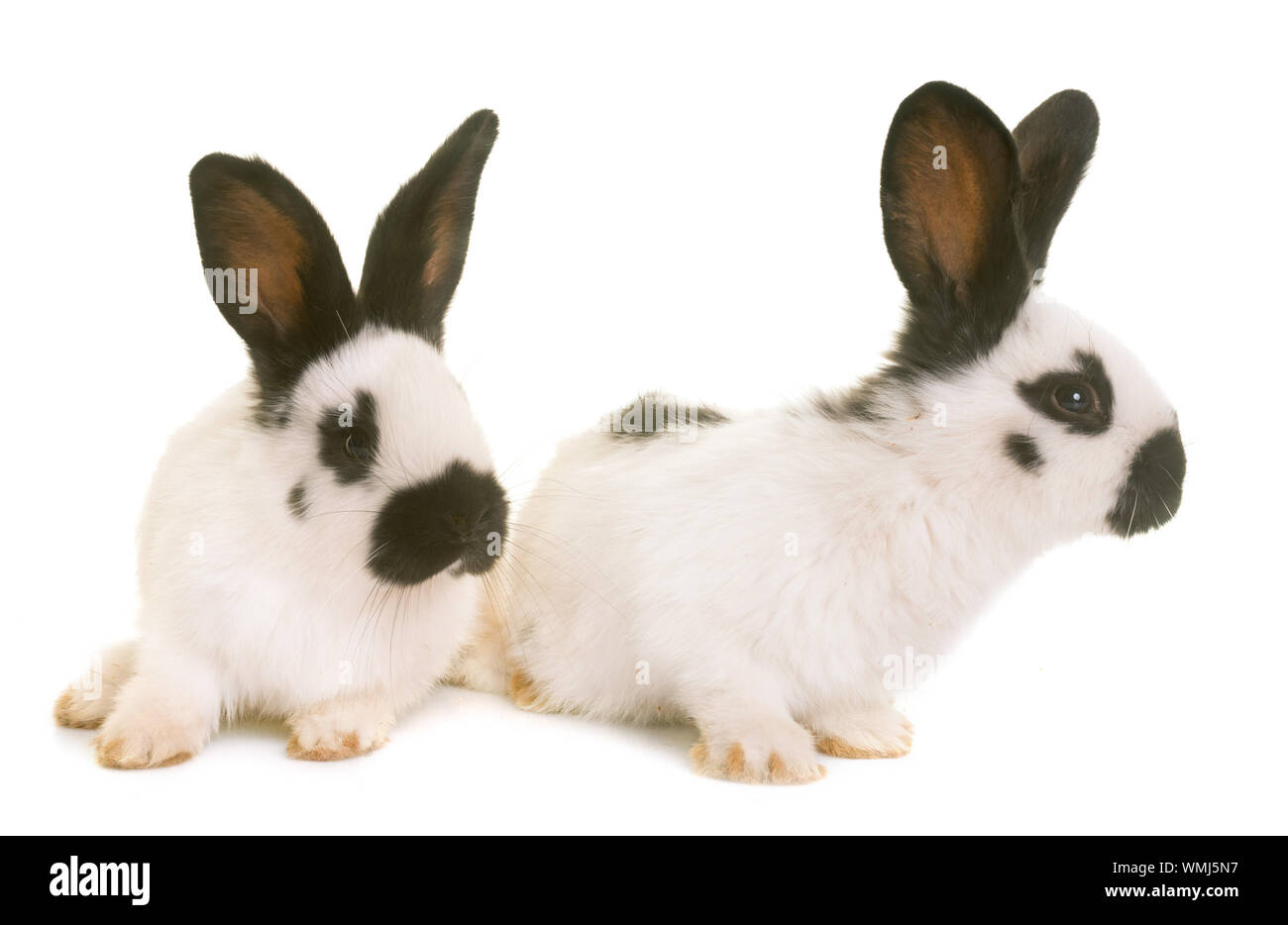 Shot Rabbits High Resolution Stock Photography and Images - Alamy