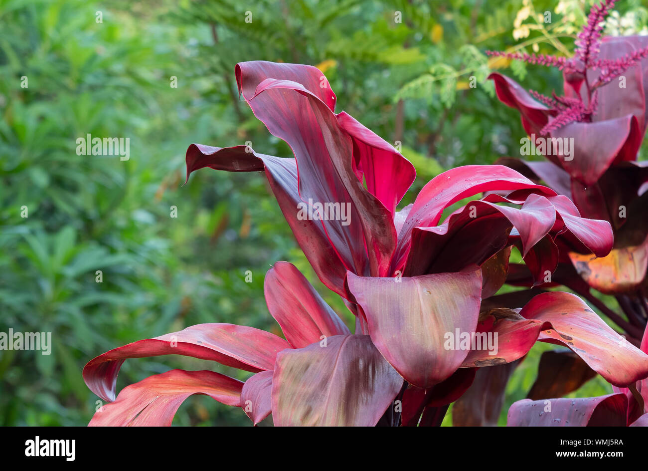Closeup Beautiful Leaves of Cordyline fruticosa Tree Isolated on Nature ...
