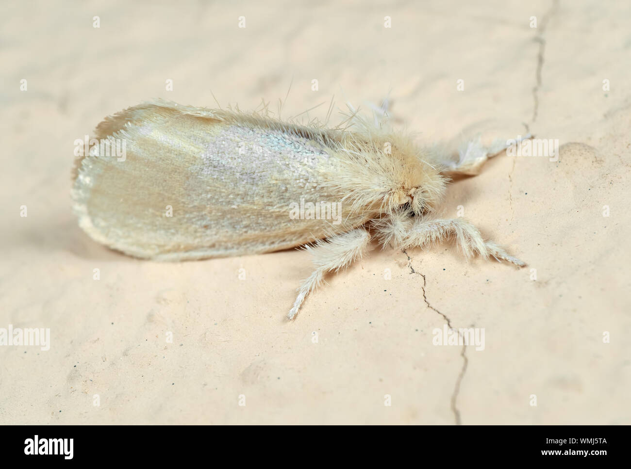 Macro Photography of Moth on The Floor Stock Photo - Alamy