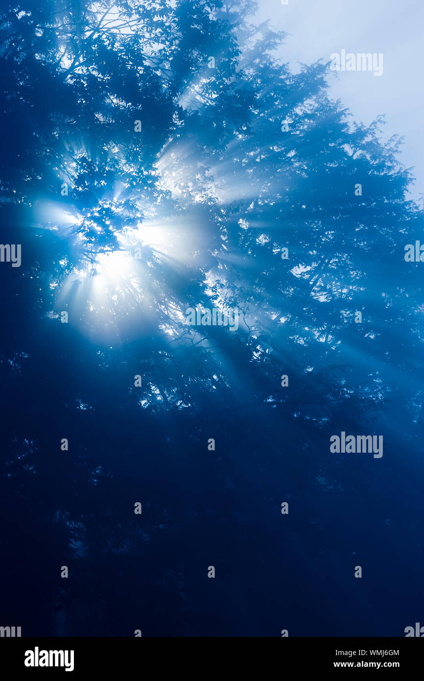 Sun shining through fog shrouded trees, Stowe Vermont, USA Stock Photo ...