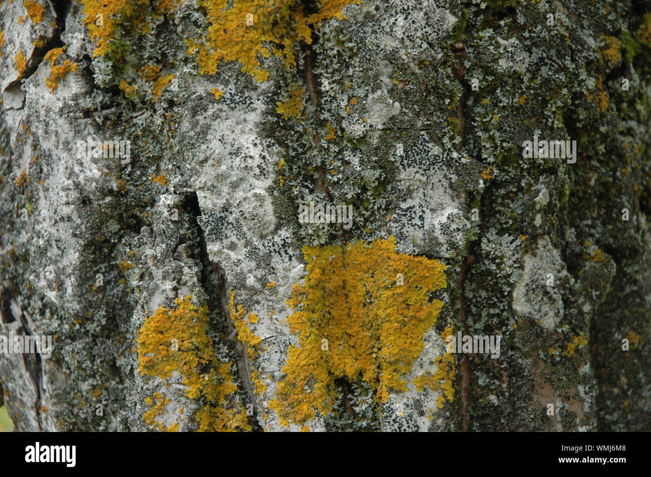 Bark fungus hi-res stock photography and images - Alamy