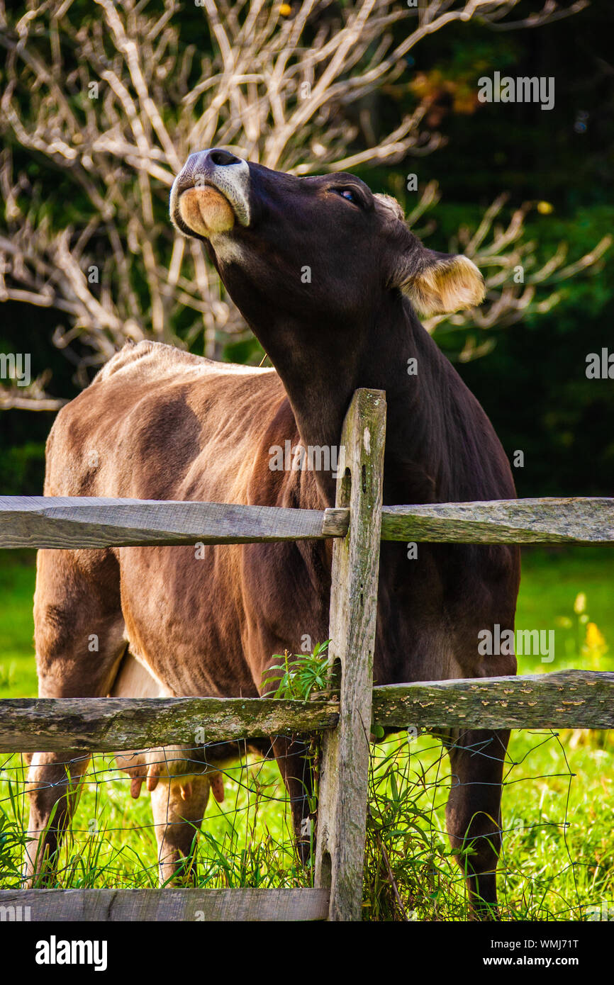 Dairy cow scratching itself on hi-res stock photography and images - Alamy