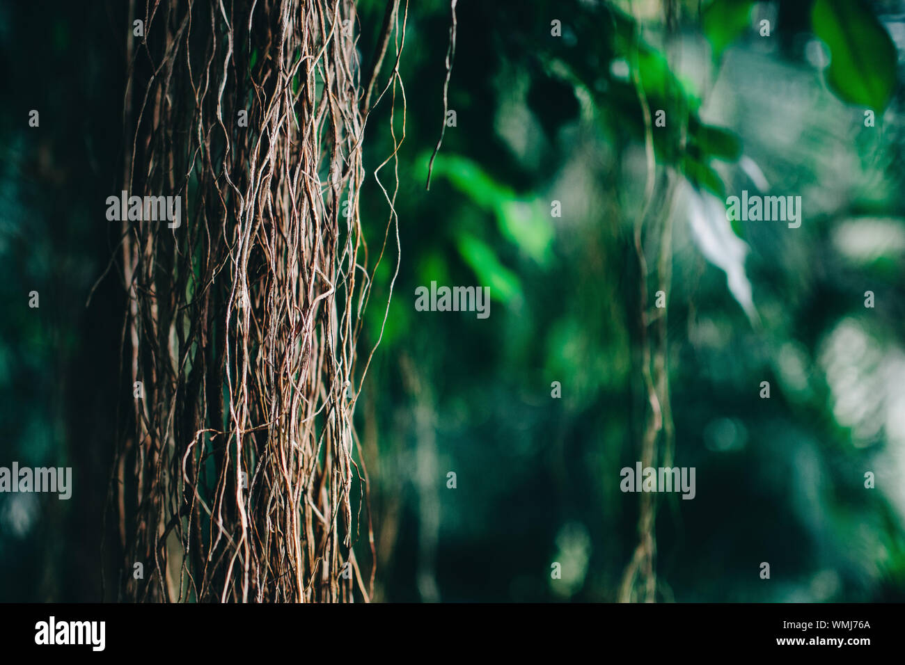 Tree With Hanging Roots High Resolution Stock Photography and Images ...