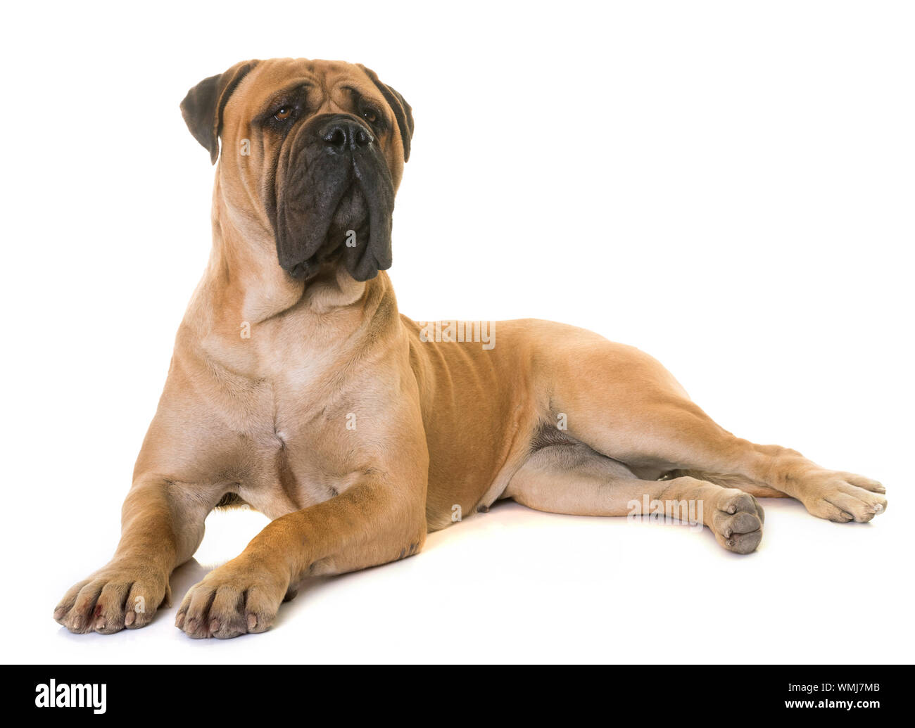 Resting bull hi-res stock photography and images - Alamy