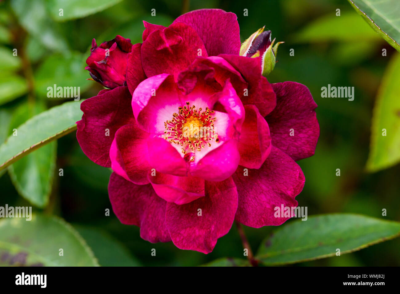 French rose, Rosa gallica officinalis Stock Photo - Alamy