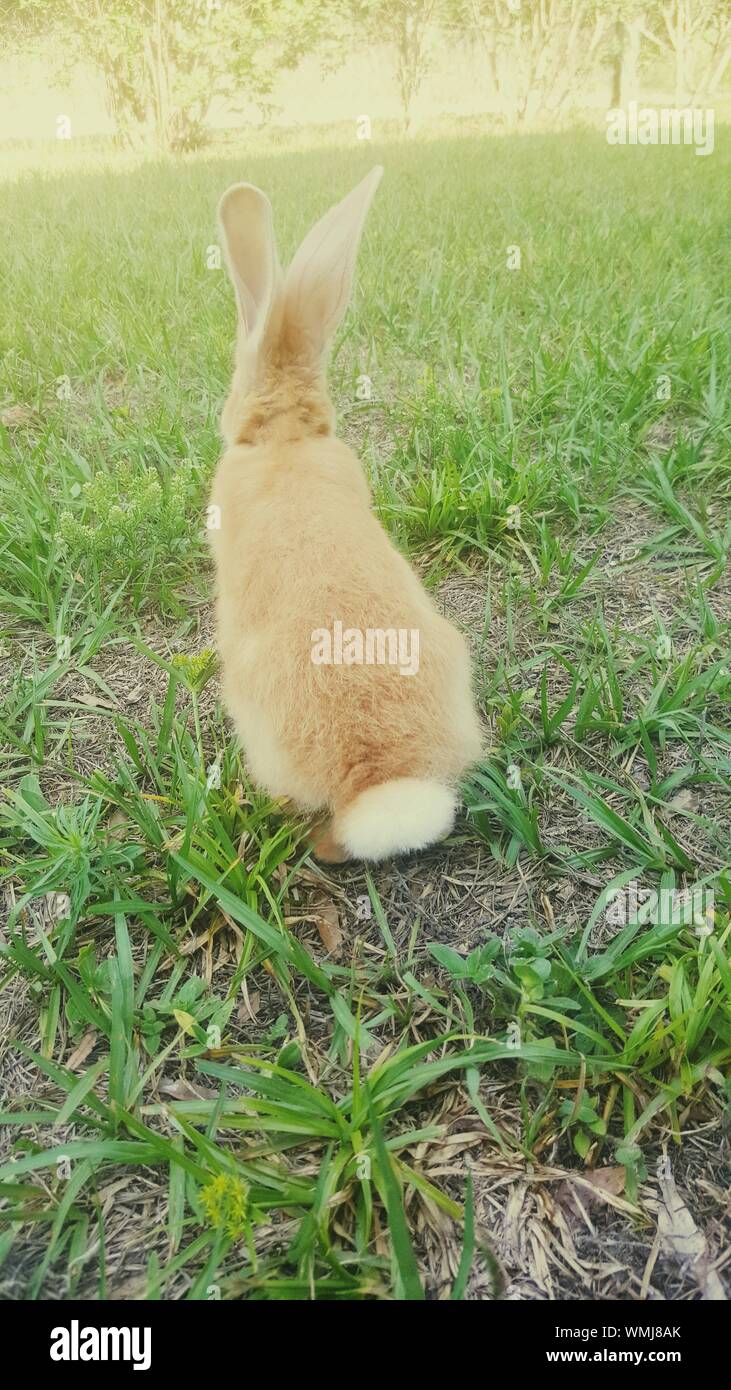 Rabbit Rear View High Resolution Stock Photography and Images - Alamy