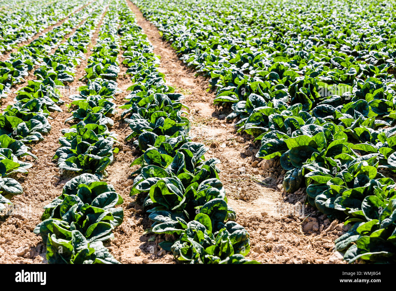 Spinach field hi-res stock photography and images - Alamy