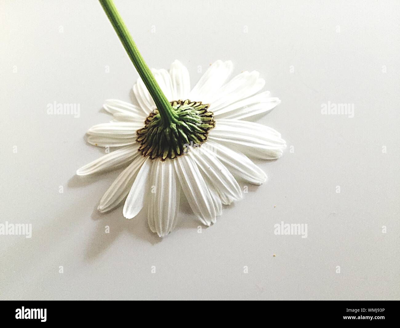 Upside Down Flower High Resolution Stock Photography and Images - Alamy