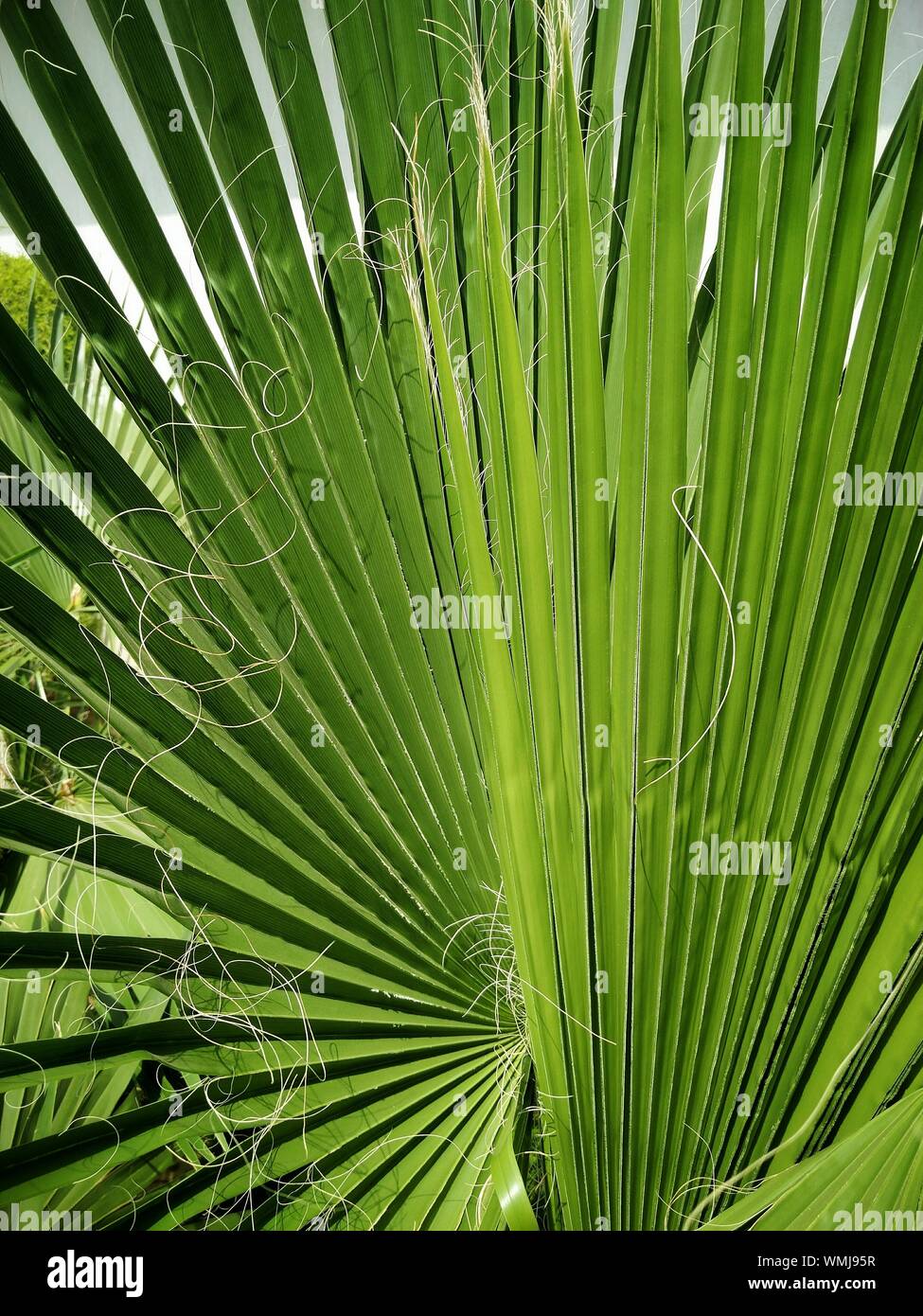 Green and tangled hi-res stock photography and images - Alamy