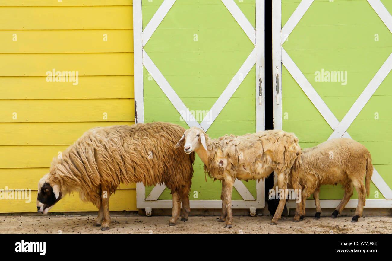 Side View Of Sheep Standing Against Wall Stock Photo - Alamy