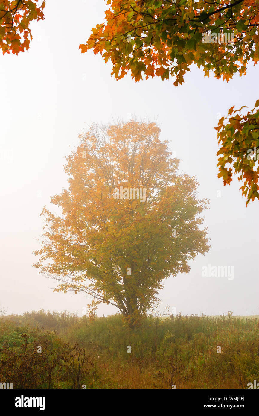 Lone maple tree in early morning fog during fall foliage season in ...