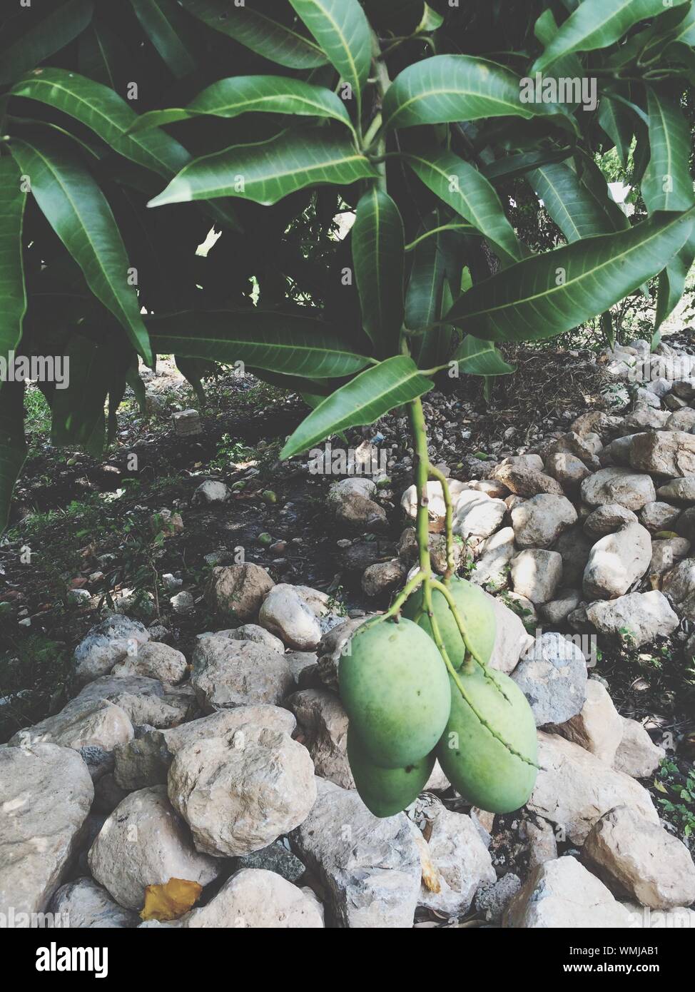 Mangoes hanging on tree hi-res stock photography and images - Alamy