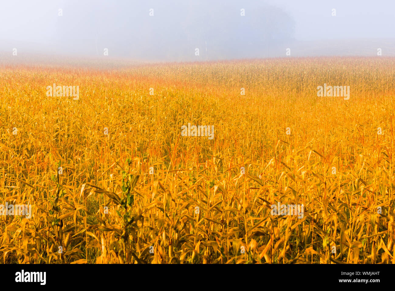 Cornfield during fog hi-res stock photography and images - Alamy