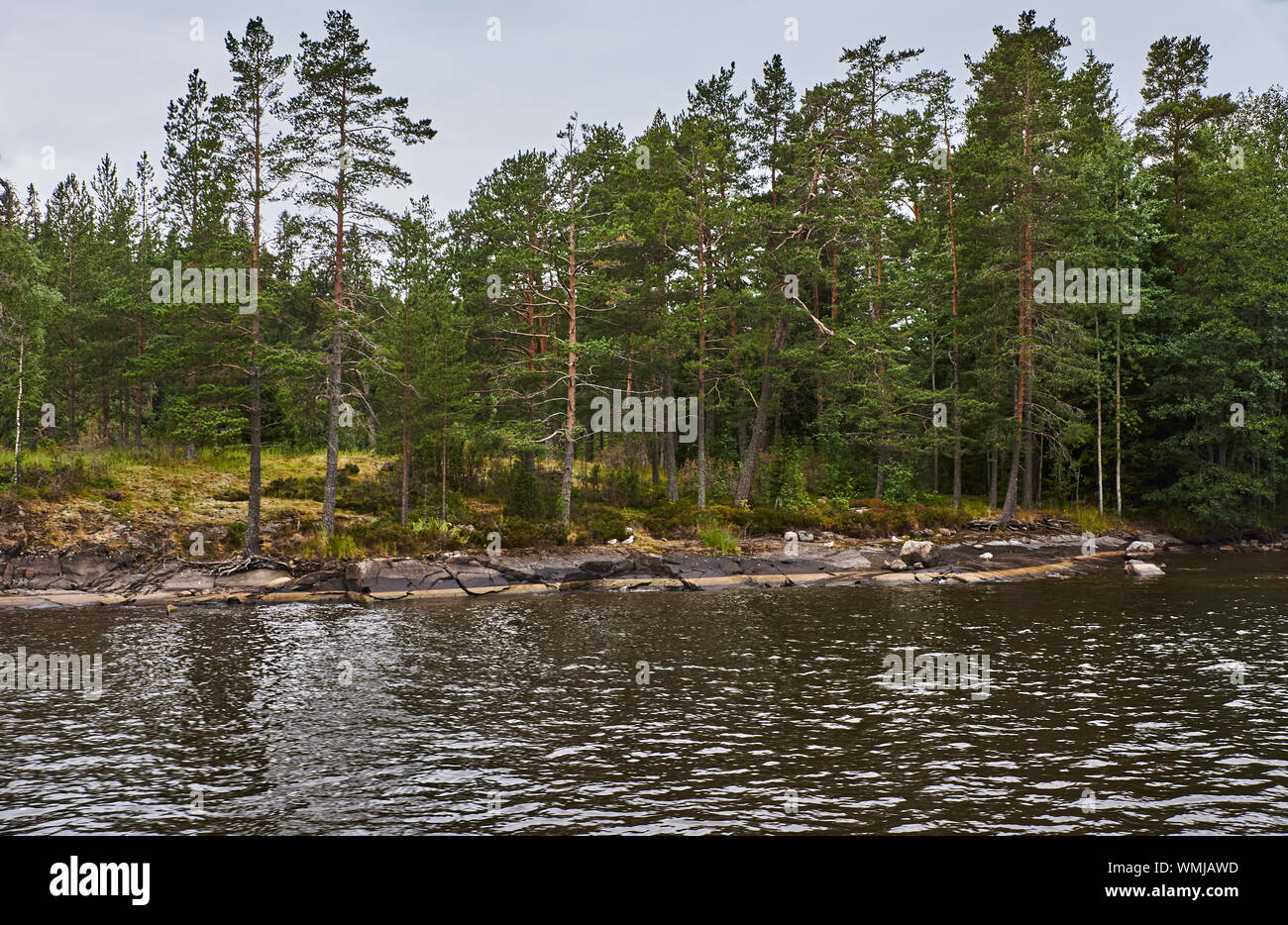 Typical Karelian landscape on the island of Valaam: forest of conifers ...