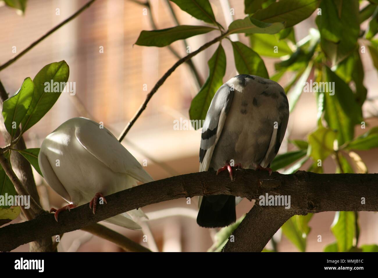 Preening pigeon hi-res stock photography and images - Alamy
