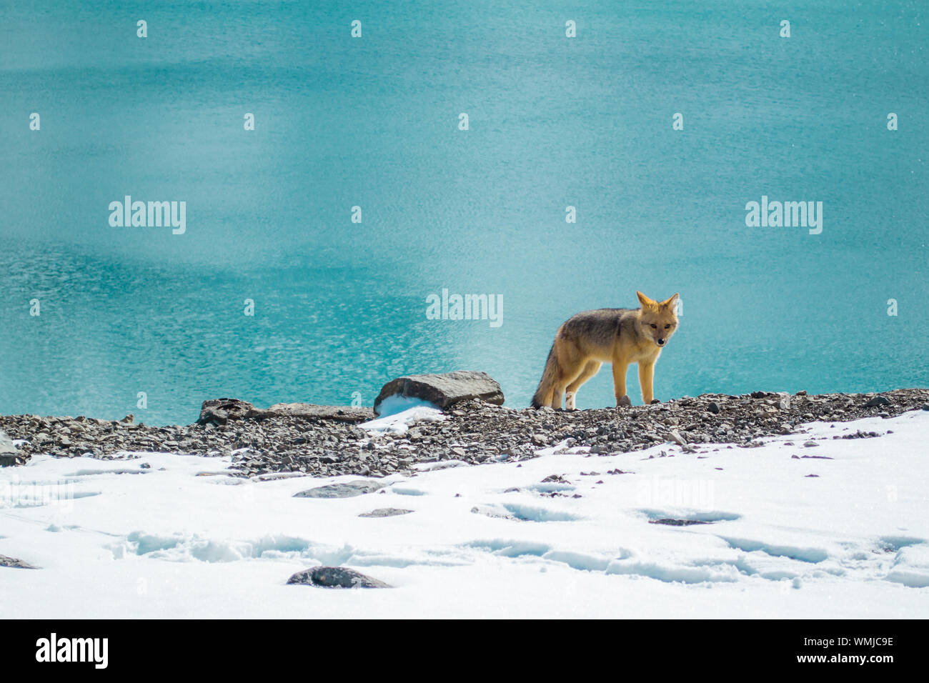 Sea wolf hi-res stock photography and images - Alamy