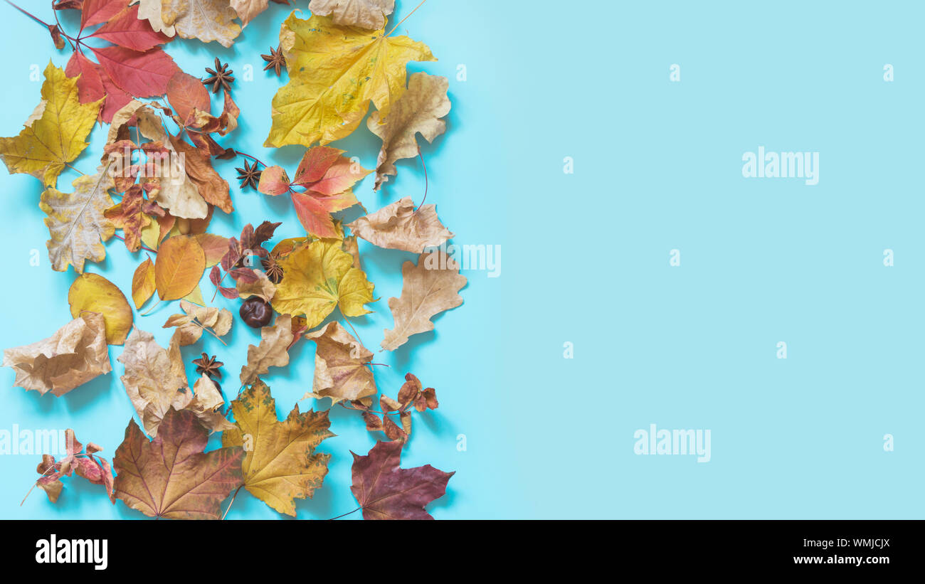 Colorful leaves on blue. Autumn open composition. Fall pattern. Top ...