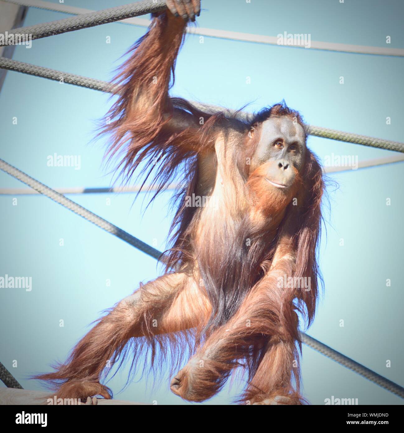 Chimpanzee Standing High Resolution Stock Photography and Images - Alamy