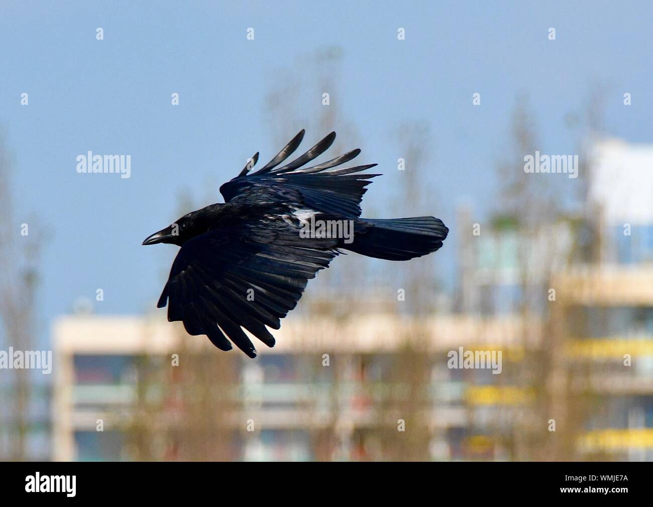 Crow flying hi-res stock photography and images - Alamy