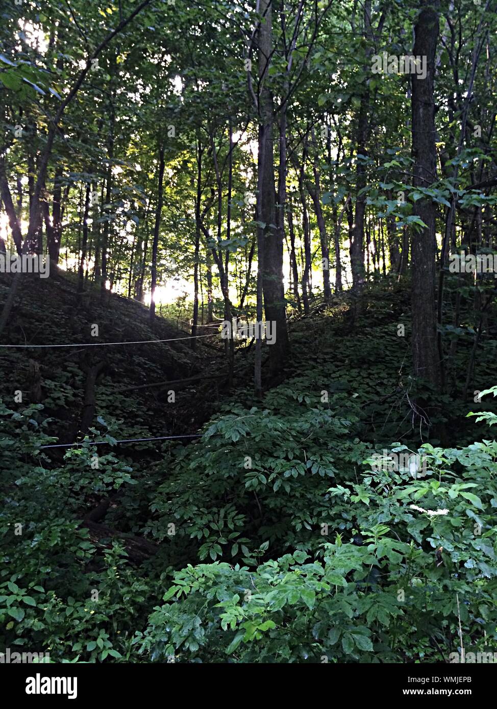 The deep green forest hi-res stock photography and images - Alamy