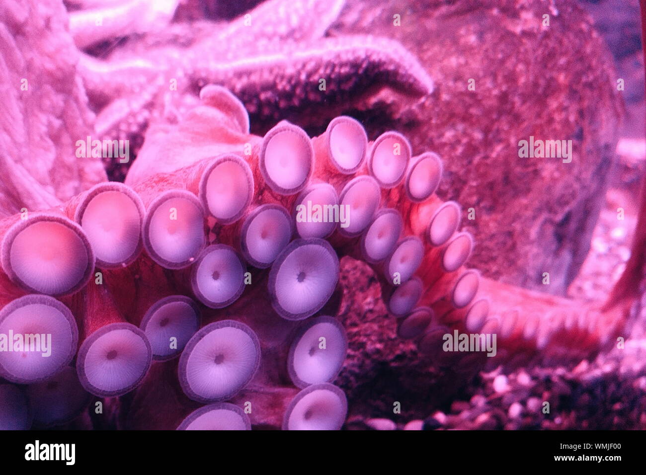Octopus tentacles hi-res stock photography and images - Alamy