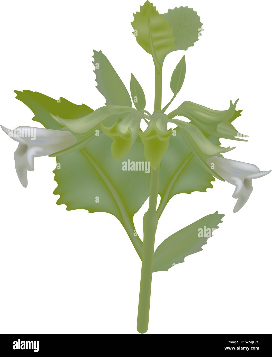 Balm leaf Stock Vector Images - Alamy