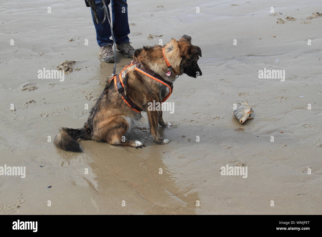 Dog Fish High Resolution Stock Photography and Images - Alamy