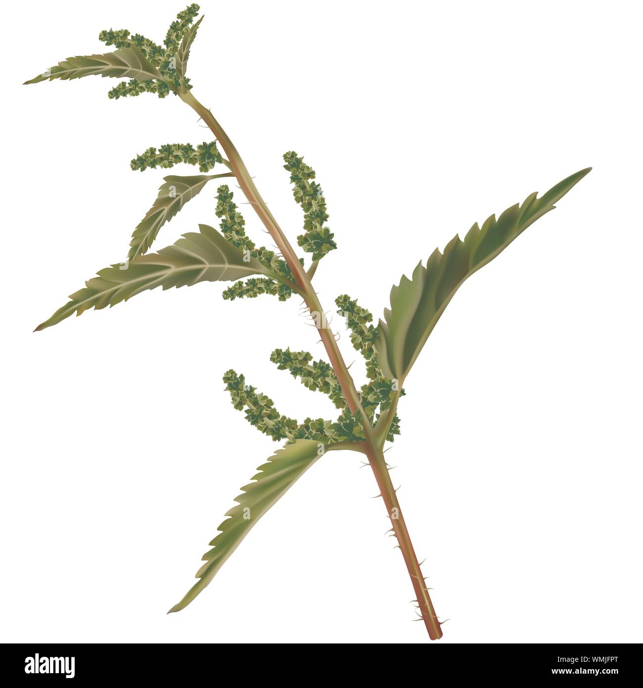 Stinging nettle plants Stock Vector Images - Alamy