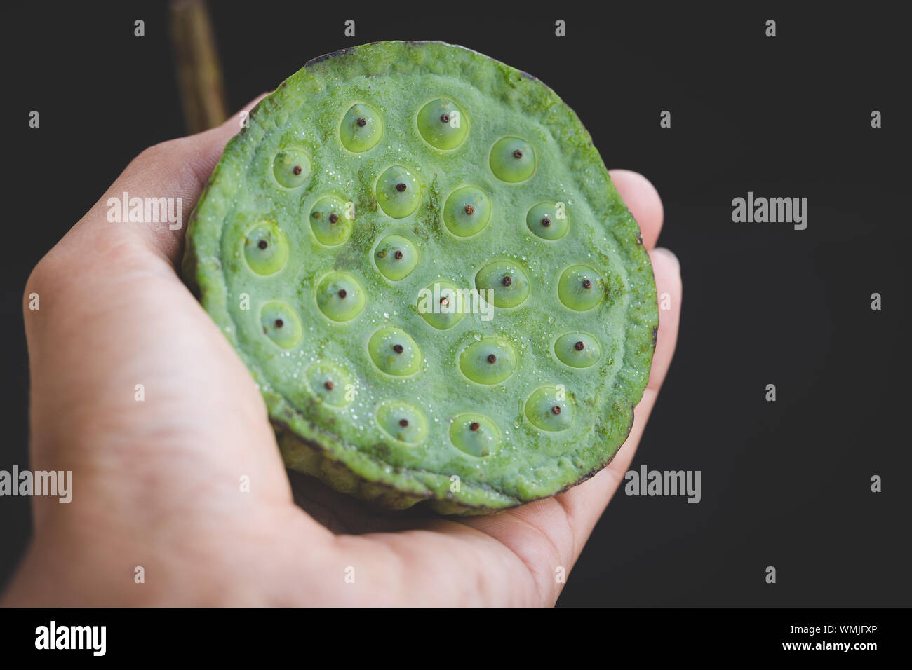 Hand holding water lily hi-res stock photography and images - Alamy