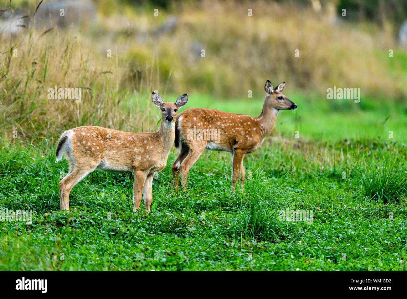White-tailed deer fawn(s) on the open cloverfield Stock Photo - Alamy